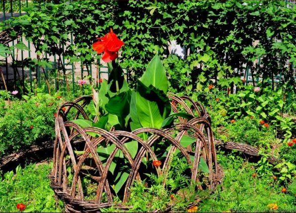 Плетеный забор из лозы: 55 удачных идей для участка и цветников | Живу ...